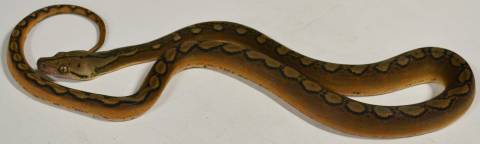 Baby Sunfire Motley Reticulated Pythons for sale