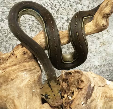 Baby Anthrax Reticulated Pythons for sale