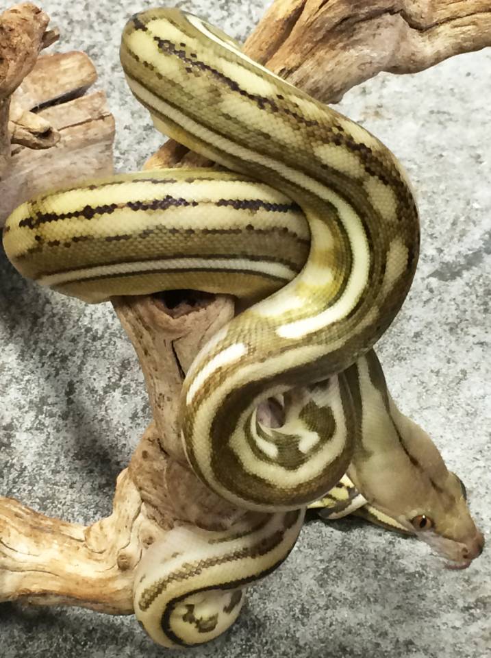 Baby Tiger Reticulated Python
