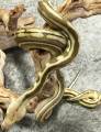 Baby Phantom Tiger Reticulated Pythons for sale