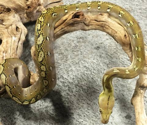 Baby Phantom Reticulated Pythons for sale