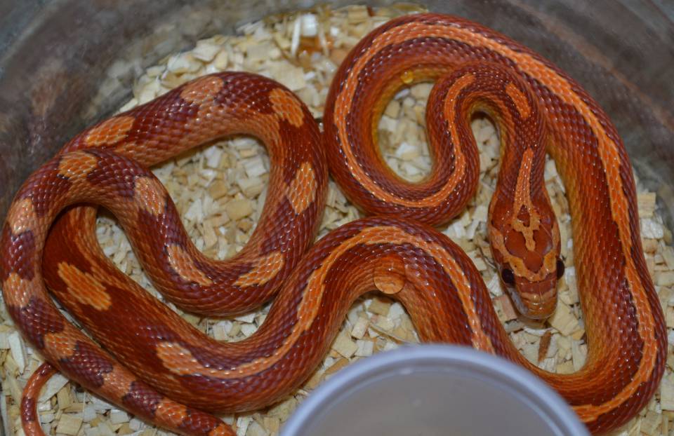 Hypo Motley Corn Snake