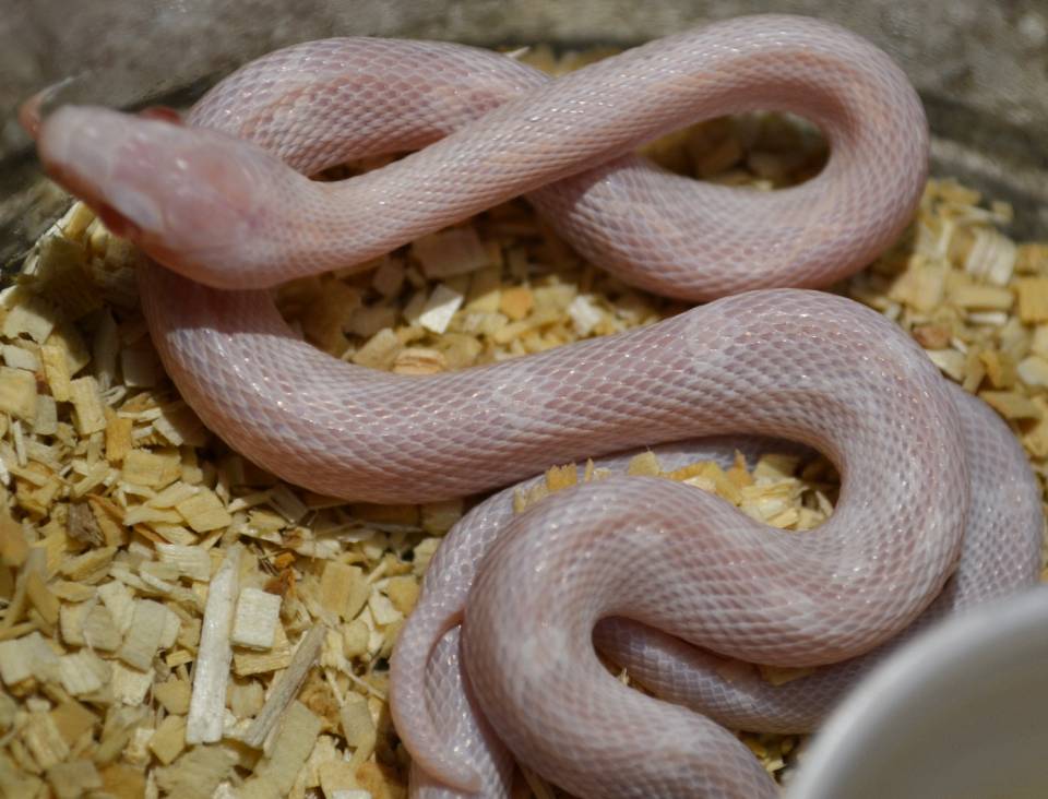 Opal Corn Snake