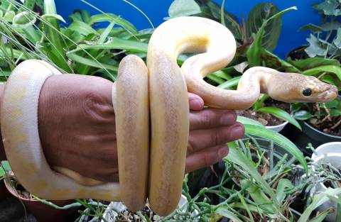 Baby Ultra Ivory Reticulated Pythons for sale