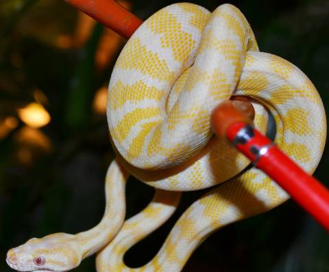 Small Albino Carpet Pythons for sale