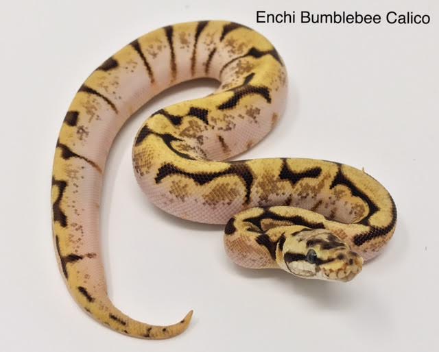Baby Bumblebee Ball Python