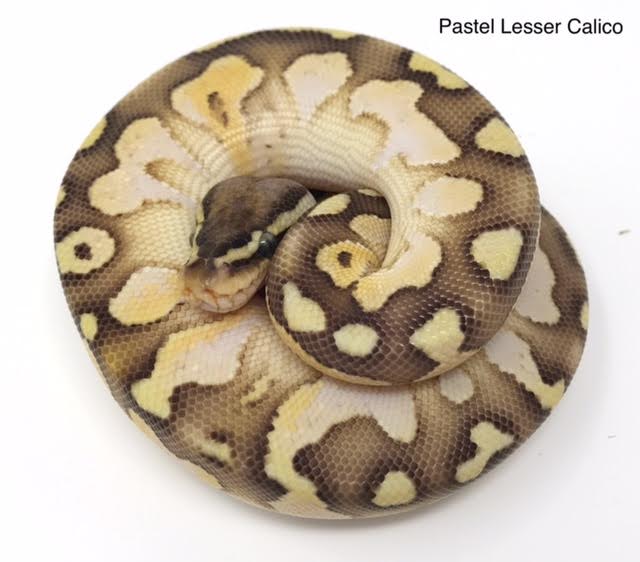 Pastel Calico Ball Python