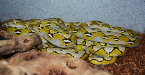 Small Platinum Citron Reticulated Pythons for sale