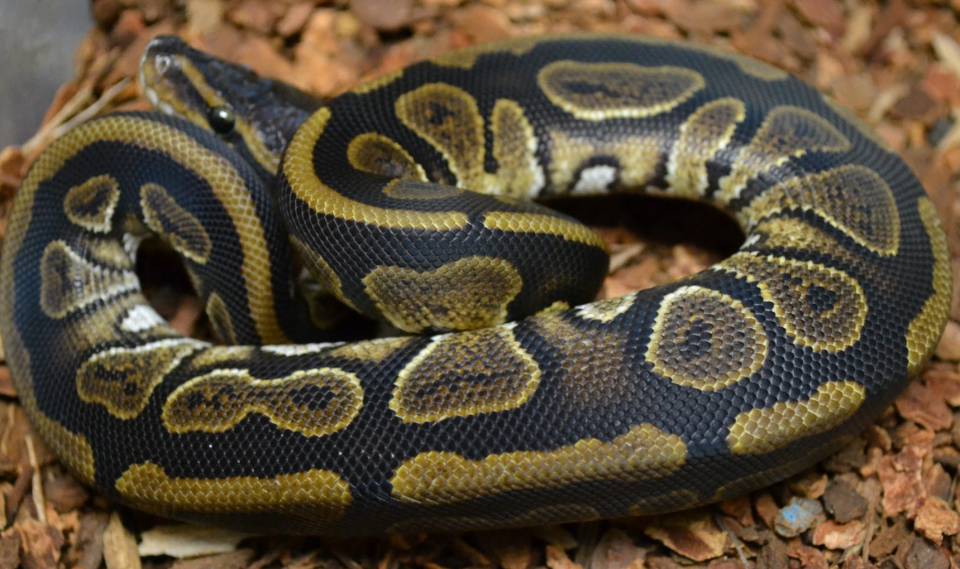 Mahogany Ball Python Morphs