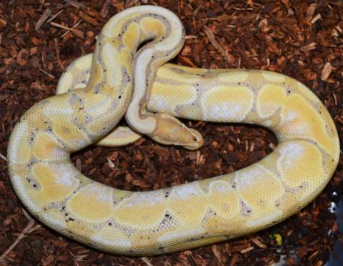 Sub Adult Banana Ball Pythons for sale