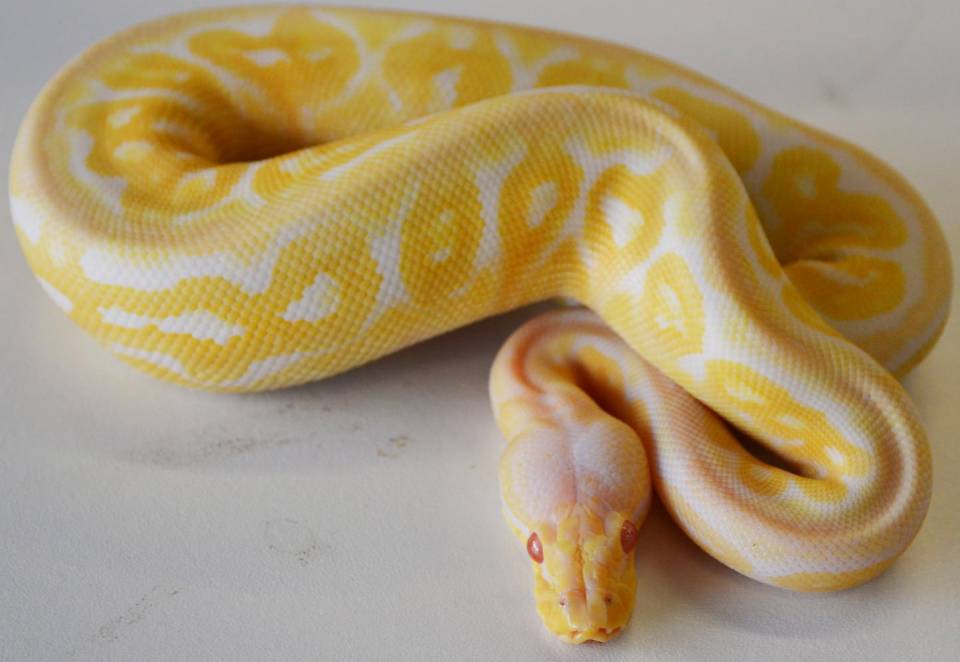Baby Albino Burmese Python