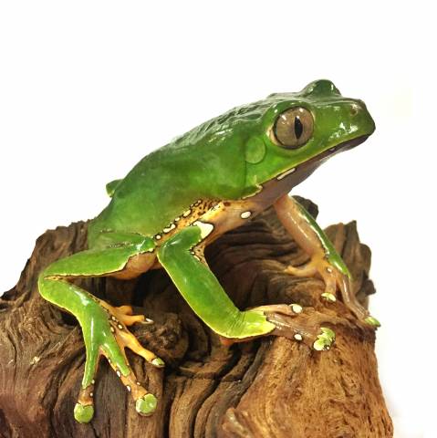 Giant Bicolor Tree Frogs for sale
