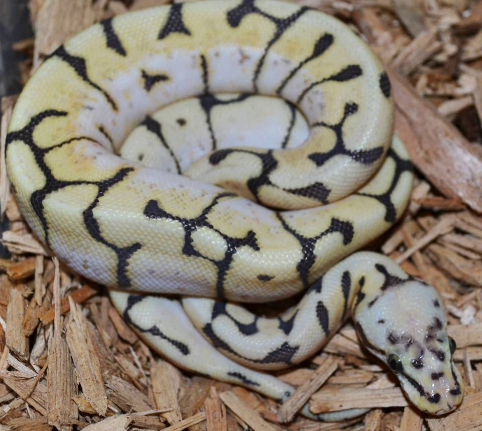 Baby Bumblebee Ball Python