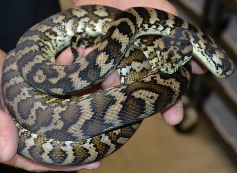 Sub Adult Darwin Carpet Pythons het for albino for sale