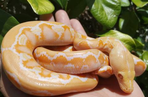 Baby Albino Reticulated Pythons for sale