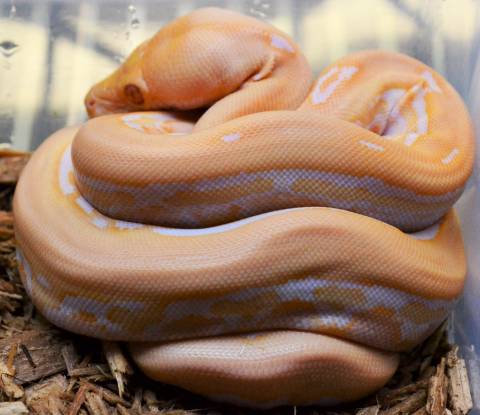 Small Albino Genetic Stripe Reticulated Pythons for sale