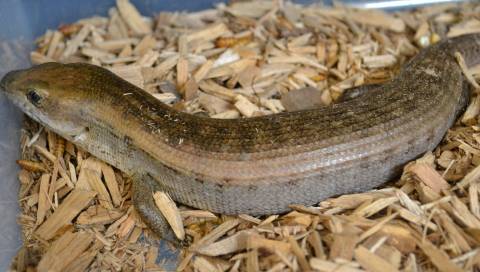 Giant Hispaniolan Galliwasp Lizards for sale