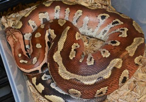 Large Matrix Blood Pythons for sale