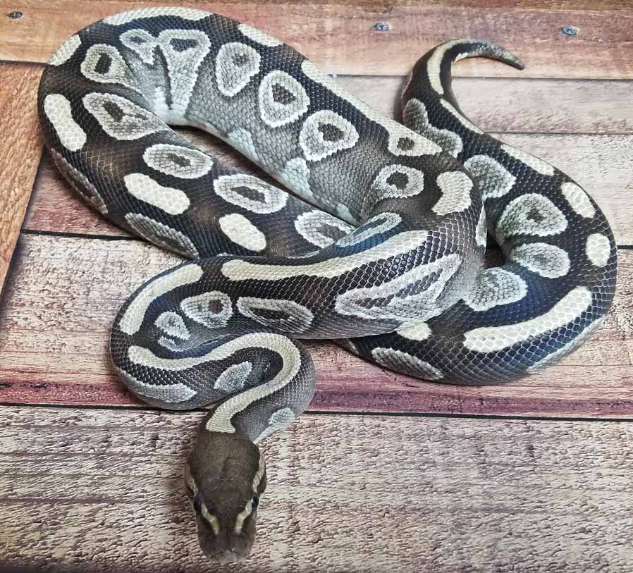 Full Grown Ball Python