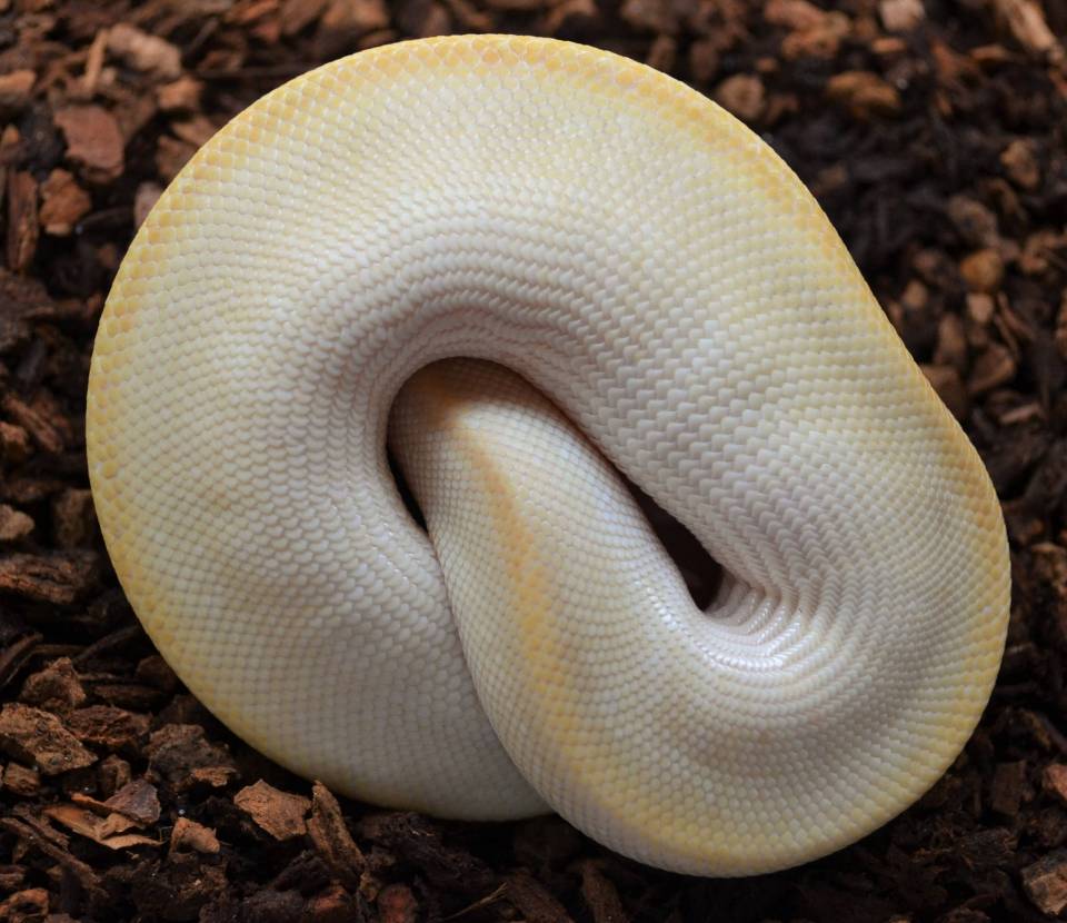 Butter Ball Python