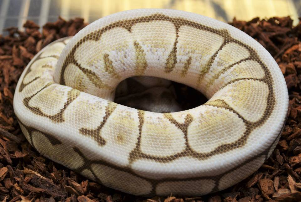 Lesser Spider Ball Python