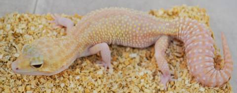 Adult Snow RAPTOR Leopard Geckos for sale