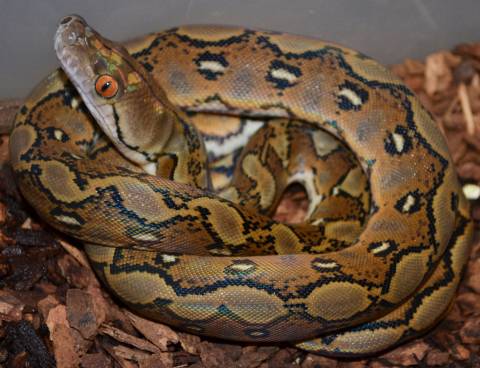 Baby Super Dwarf Sunfire Reticulated Pythons for sale