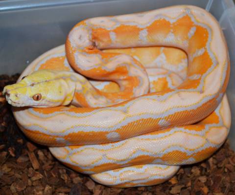 Small Albino Motley Reticulated Pythons for sale