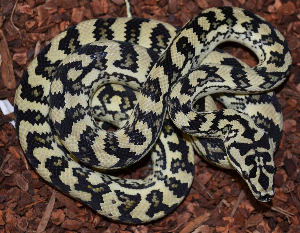 Adult Coastal Carpet Python