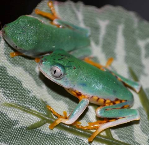 Baby Super Tiger Leg Tree Frogs for sale
