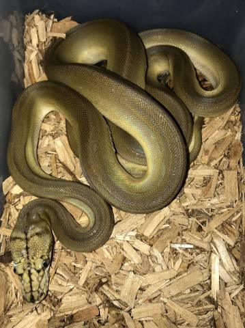 Small Golden Child Phantom Reticulated Pythons for sale