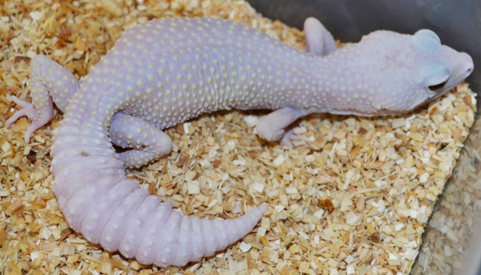 Blazing Blizzard Leopard Gecko