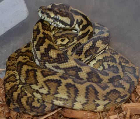 Baby Caramel Coastal Carpet Pythons for sale