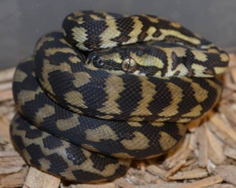 Baby Darwin x Coastal Carpet Pythons for sale