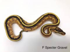 Ball Pythons for sale