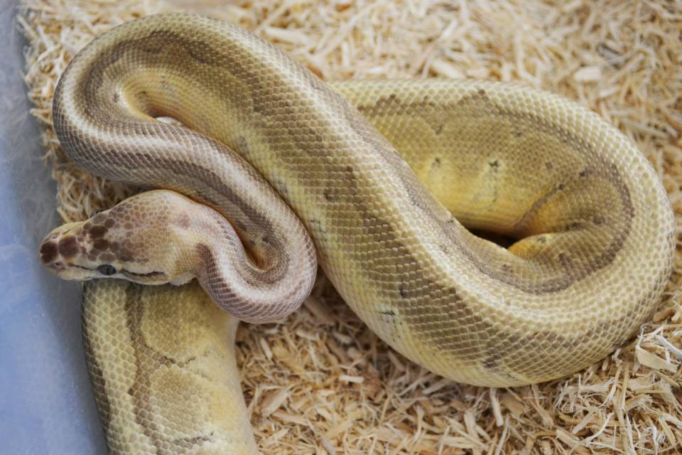 Lesser Ball Python