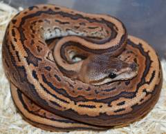 Ball Pythons for sale