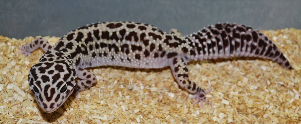 Mack Snow Leopard Gecko