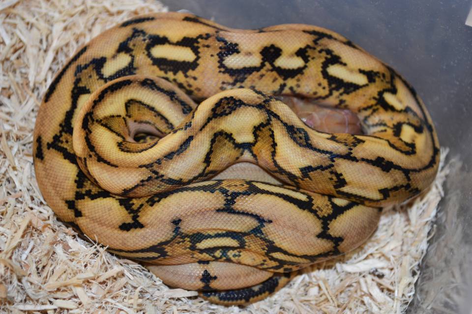 Platinum Tiger Reticulated Python
