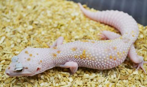 Sub Adult Mack Snow Enigma Tremper Leopard Gecko Het for Eclipse for sale