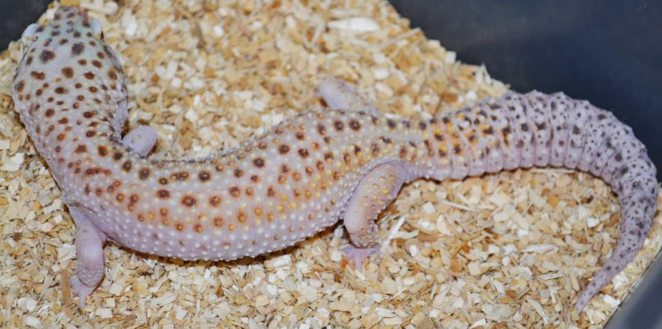 Leopard Gecko Morphs Poster