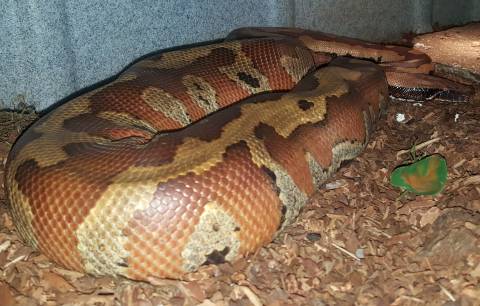 Adult Sumatran Blood Pythons for sale