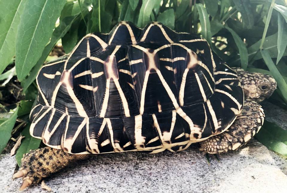 Indian Star Tortoise