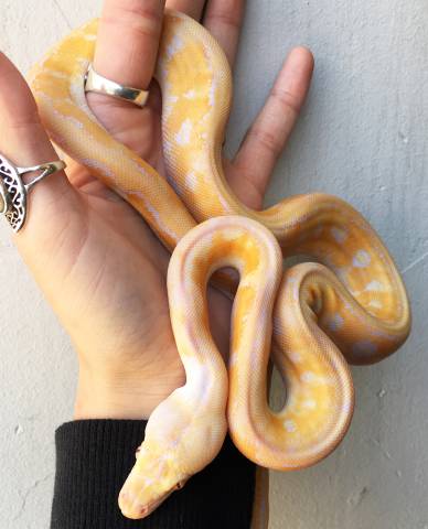 Baby Albino Motley Tiger Reticulated Pythons for sale