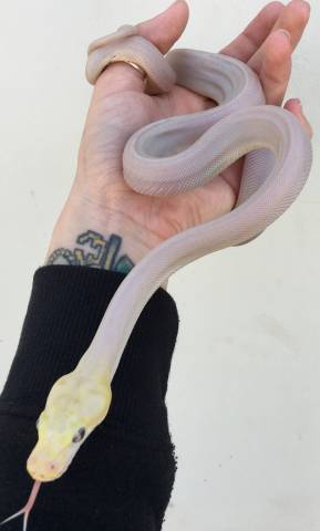 Baby Purple Super Motley Reticulated Pythons for sale