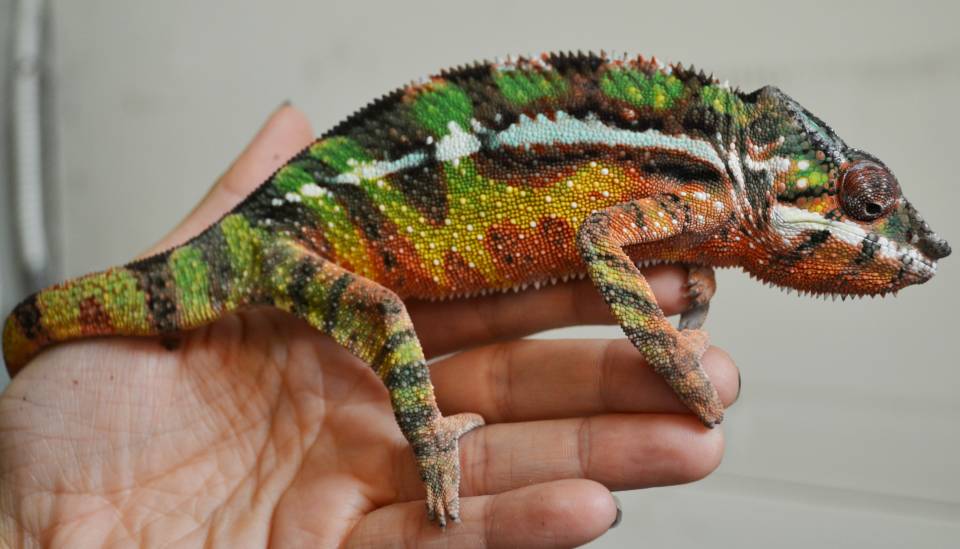 Sambava Panther Chameleon