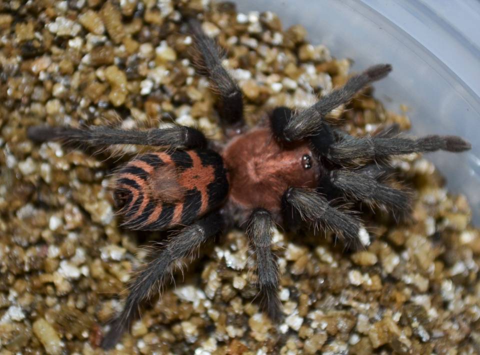 Costa Rican Tiger Rump Tarantula