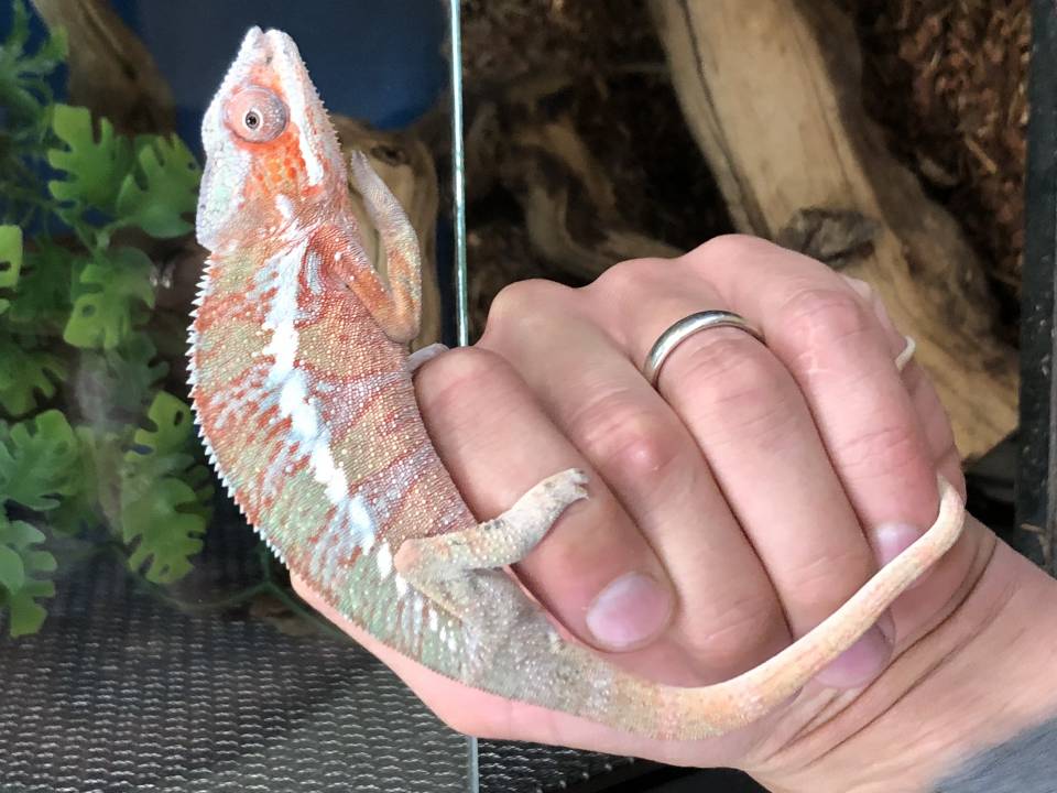 Red Bar Ambilobe Panther Chameleon Our Breeders Chamelicious
