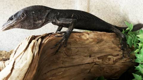 Black Tree Monitors for sale