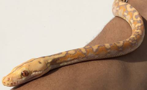 Baby 37.5% Super Dwarf Purple Albino Reticulated Pythons for sale